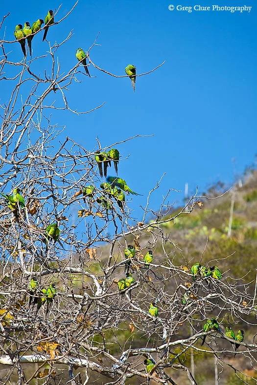 Parakeets In Big Sycamore Canyon — Conejo Valley Guide | Conejo Valley ...
