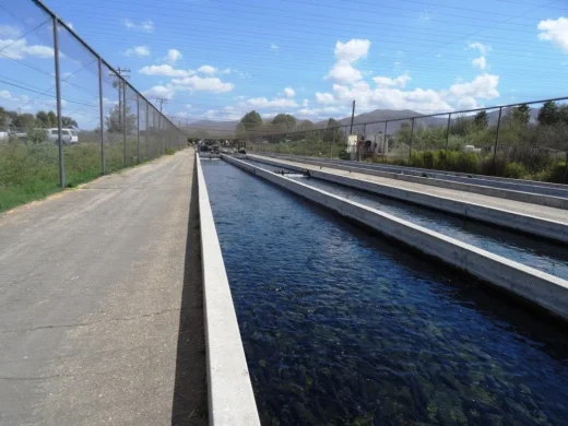 The Fillmore State Fish Hatchery Is a Fun Place to Visit With the Kids ...