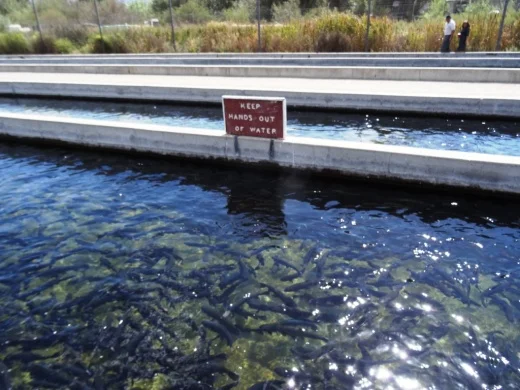 The Fillmore State Fish Hatchery Is a Fun Place to Visit With the Kids ...