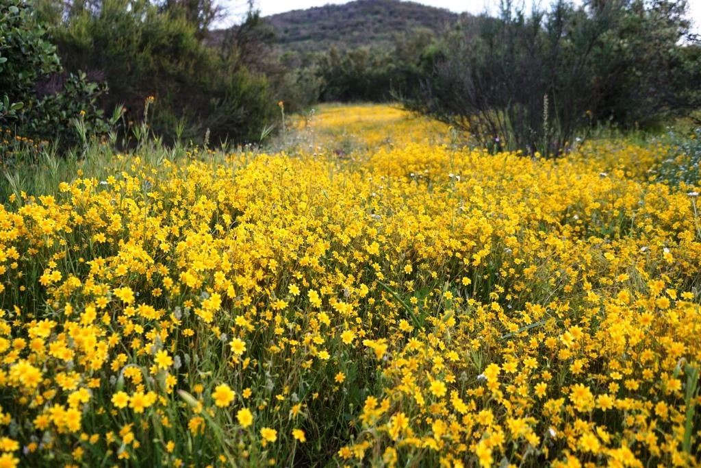 Spring 2016 Has Arrived in the Conejo Valley — Conejo Valley Guide ...