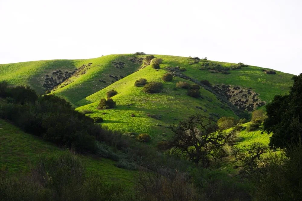 Green As We've Ever Seen After Recent Rainstorms in the Conejo Valley ...