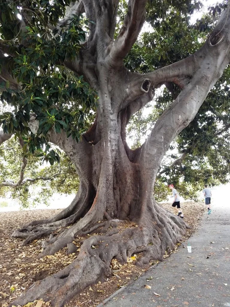 Trees — Welcome! — Conejo Valley Guide | Conejo Valley Events