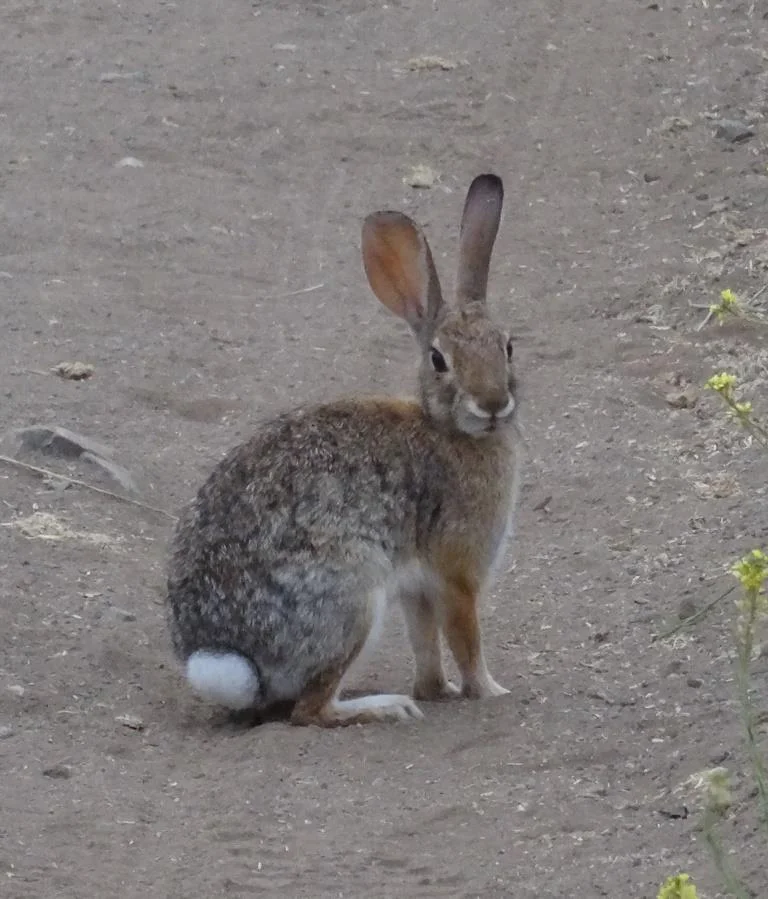 Breaking News: Volcano Erupts on Conejo Grade in Thousand Oaks Easter ...