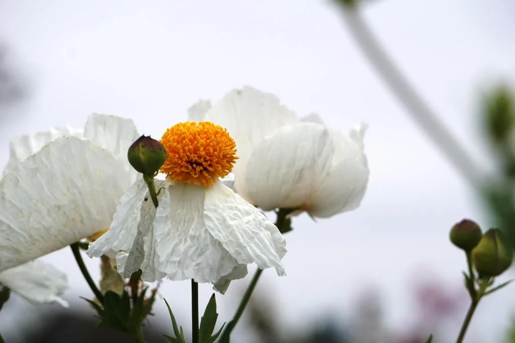 Annual Bloom of Matilija Poppies at Conejo Valley Botanic Garden in ...