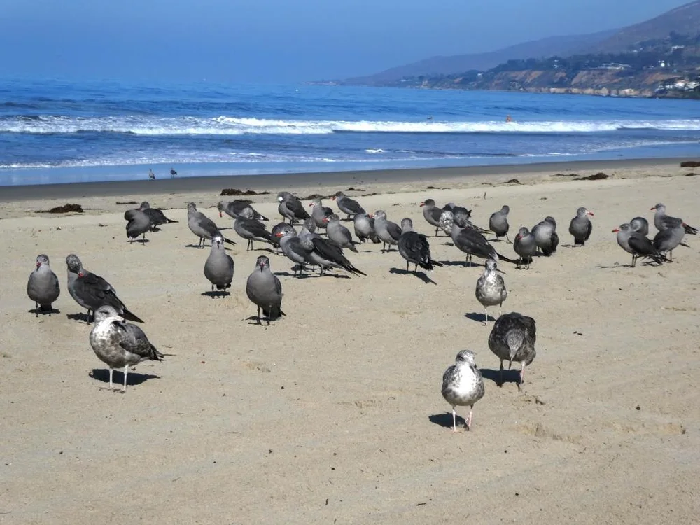 Are Dogs Allowed At Zuma Beach
