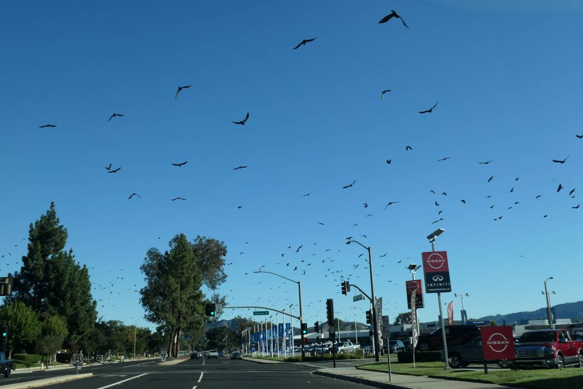 A Murder of Crows Above Thousand Oaks Boulevard — Conejo Valley Guide ...