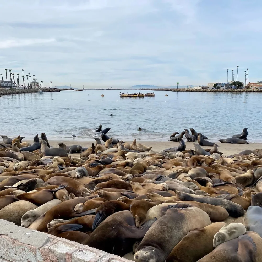 Hundreds of Sea Lions Continue to Occupy Kiddie Beach at Channel Islands Harbor in Oxnard ...