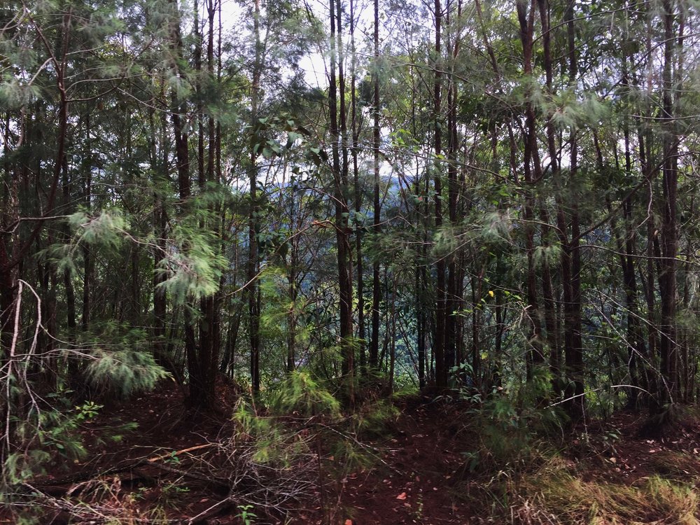 Visiting the Kuranda Rainforest in Australia — Natalia Persegani