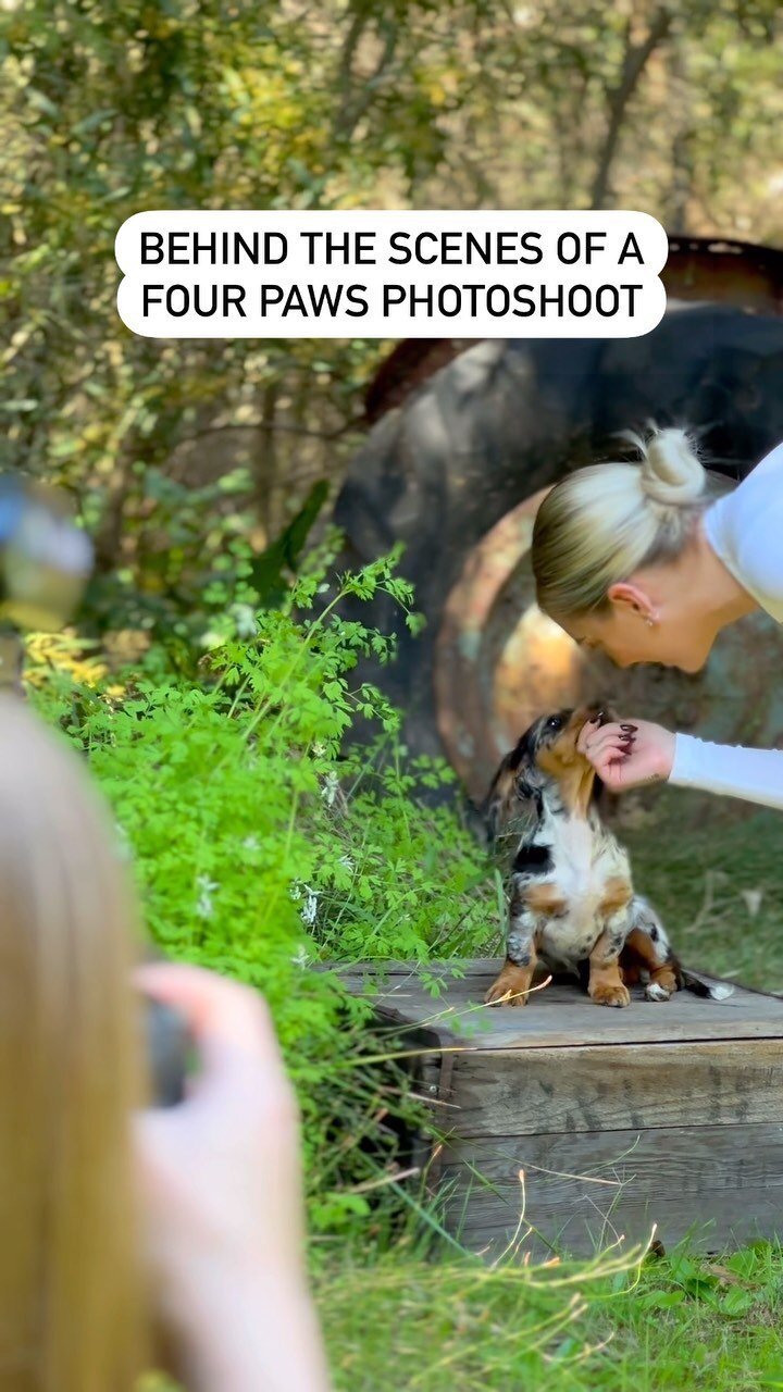 Four Paws Photography - Perth Pet Photography