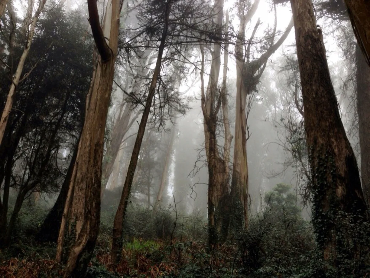 Visit — Mt. Davidson Cross