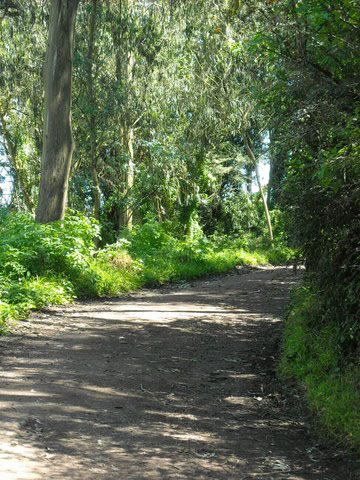 Visit — Mt. Davidson Cross