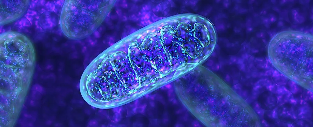25 Powerful Ways to Boost the Mitochondria in Your Brain — Optimal ...