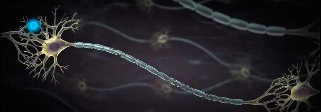 28 Proven Ways to Promote the Regeneration of Myelin — Optimal Living ...