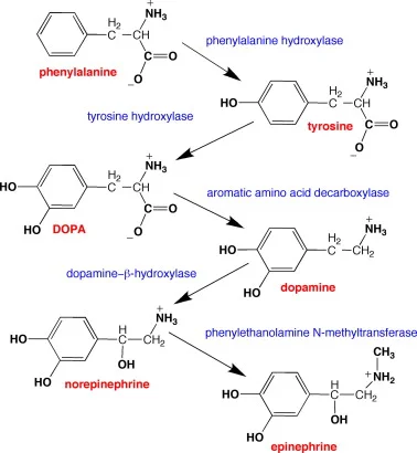 The 36 Best Ways to Naturally Increase Dopamine Levels in the Brain ...