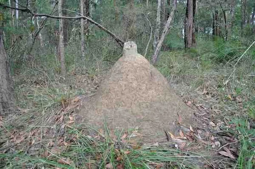 Termites Gold Coast - All you need to know about termites (white ants ...