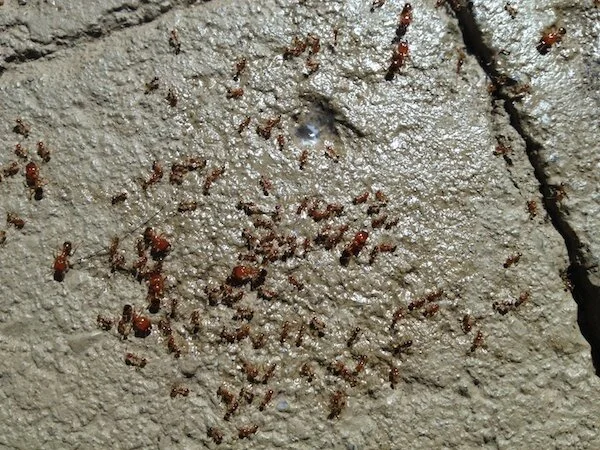 Ants digging up dirt under pavers? Outdoor ant treatment