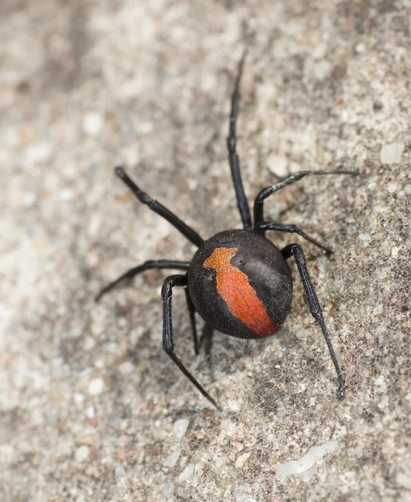 Top 5 Scary Spiders on the Gold Coast - ID and Bite Information