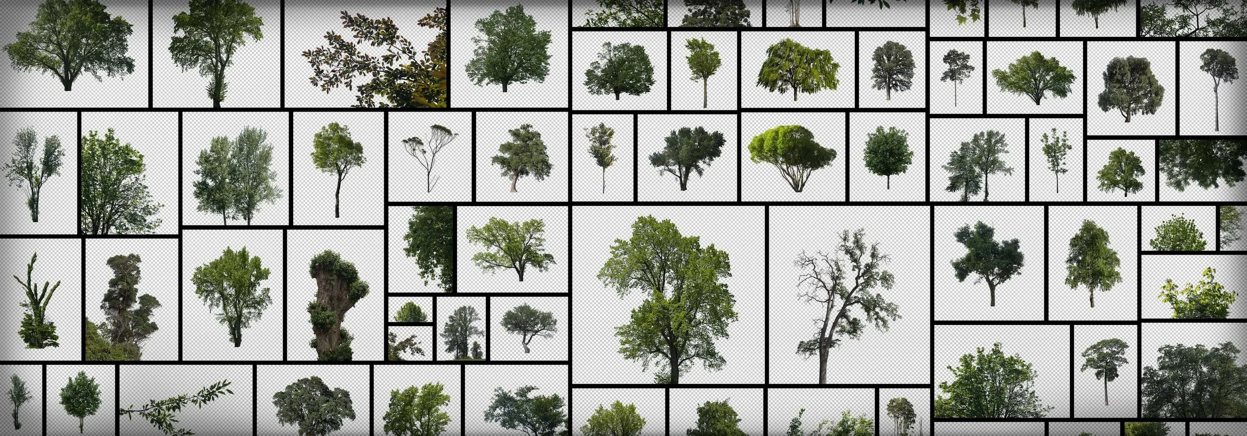 Deciduous Trees Ii Photobash High Quality Reference Photos Masked