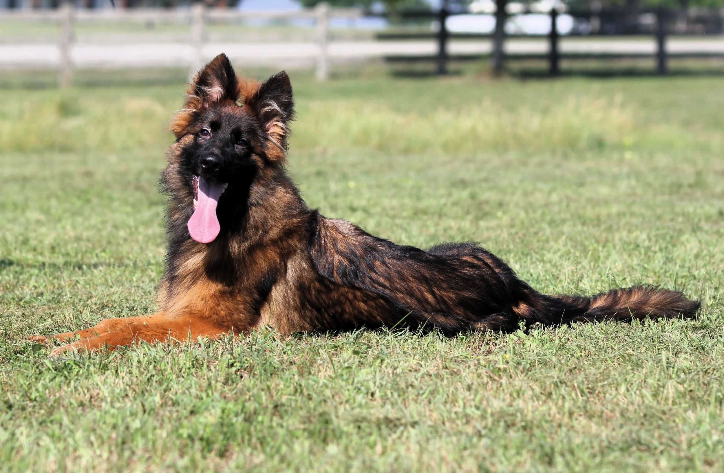 Debut Shepherds - Packer