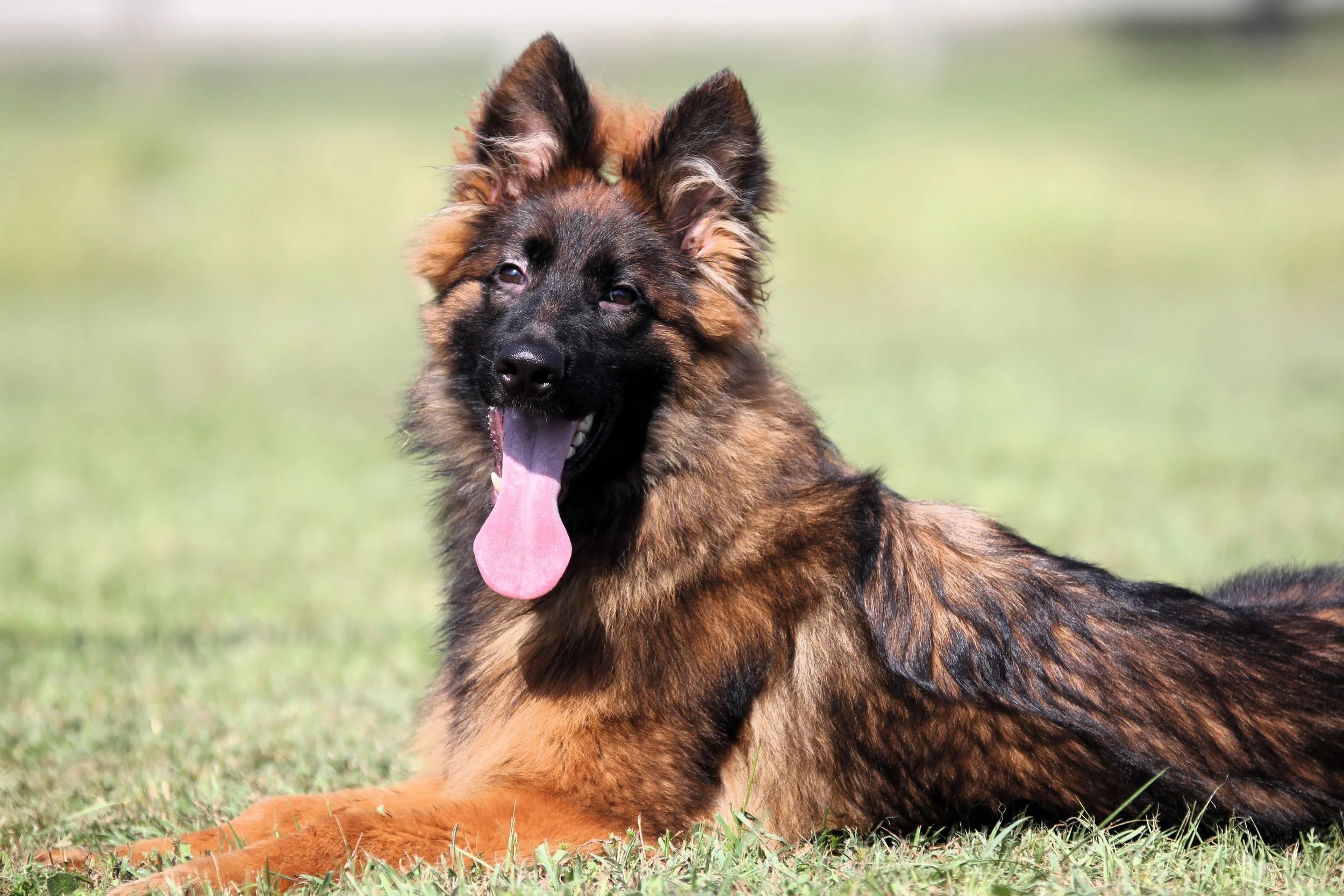 Debut Shepherds - Packer