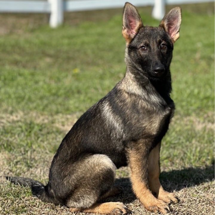 Debut Shepherds - German Shepherd Puppies For Sale