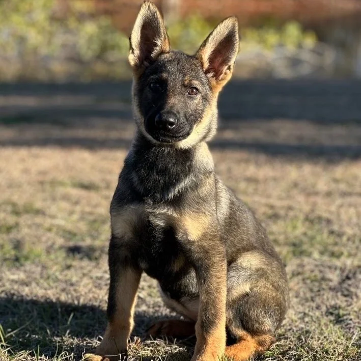 Debut Shepherds - German Shepherd Puppies For Sale