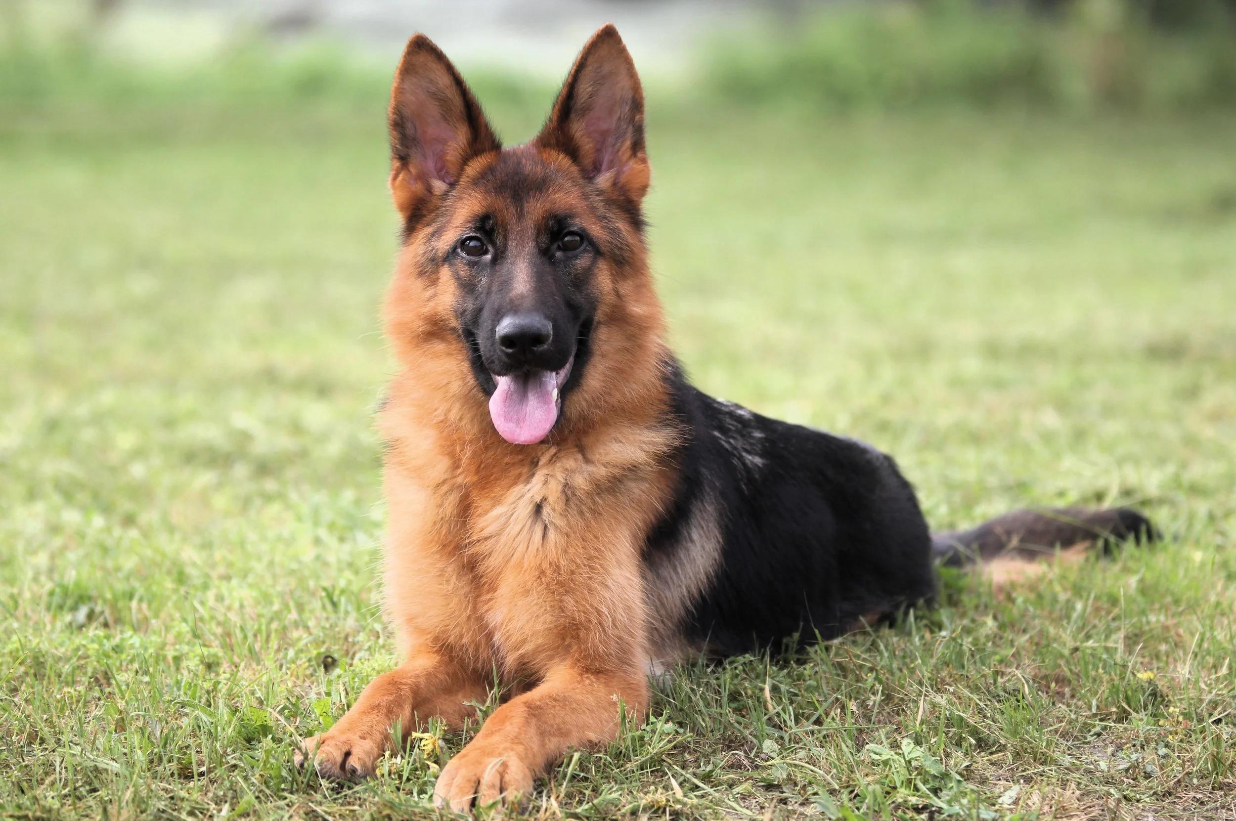 Debut Shepherds - German Shepherd Puppies For Sale