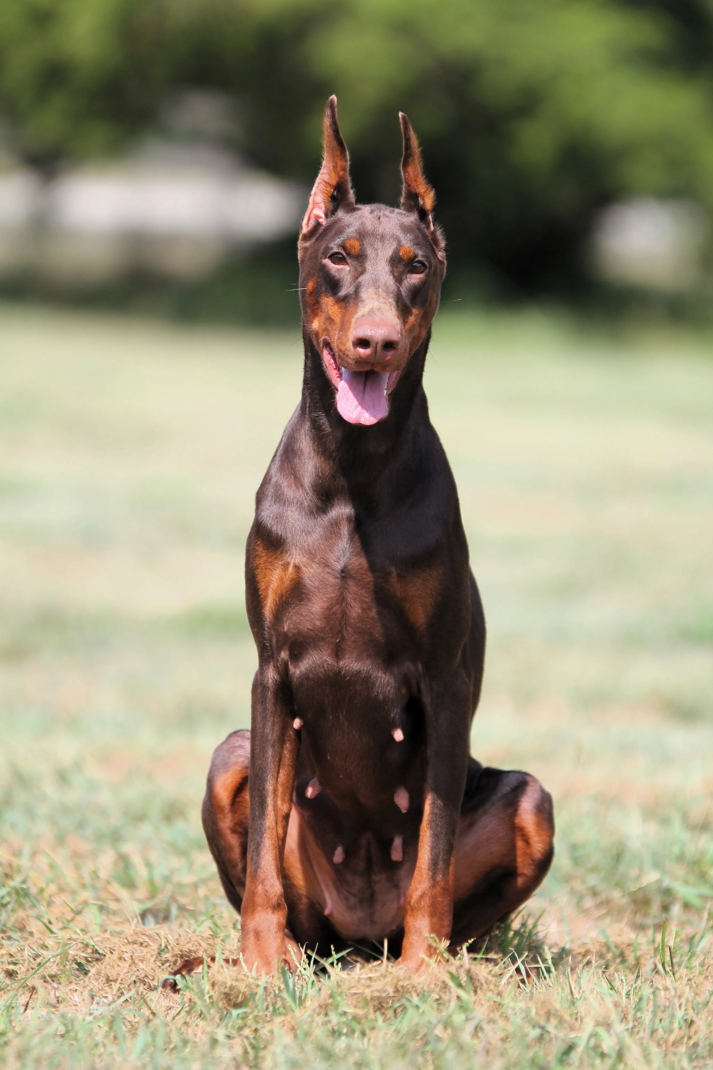 Debut Shepherds - Protection Dogs and Guard Dogs For Sale