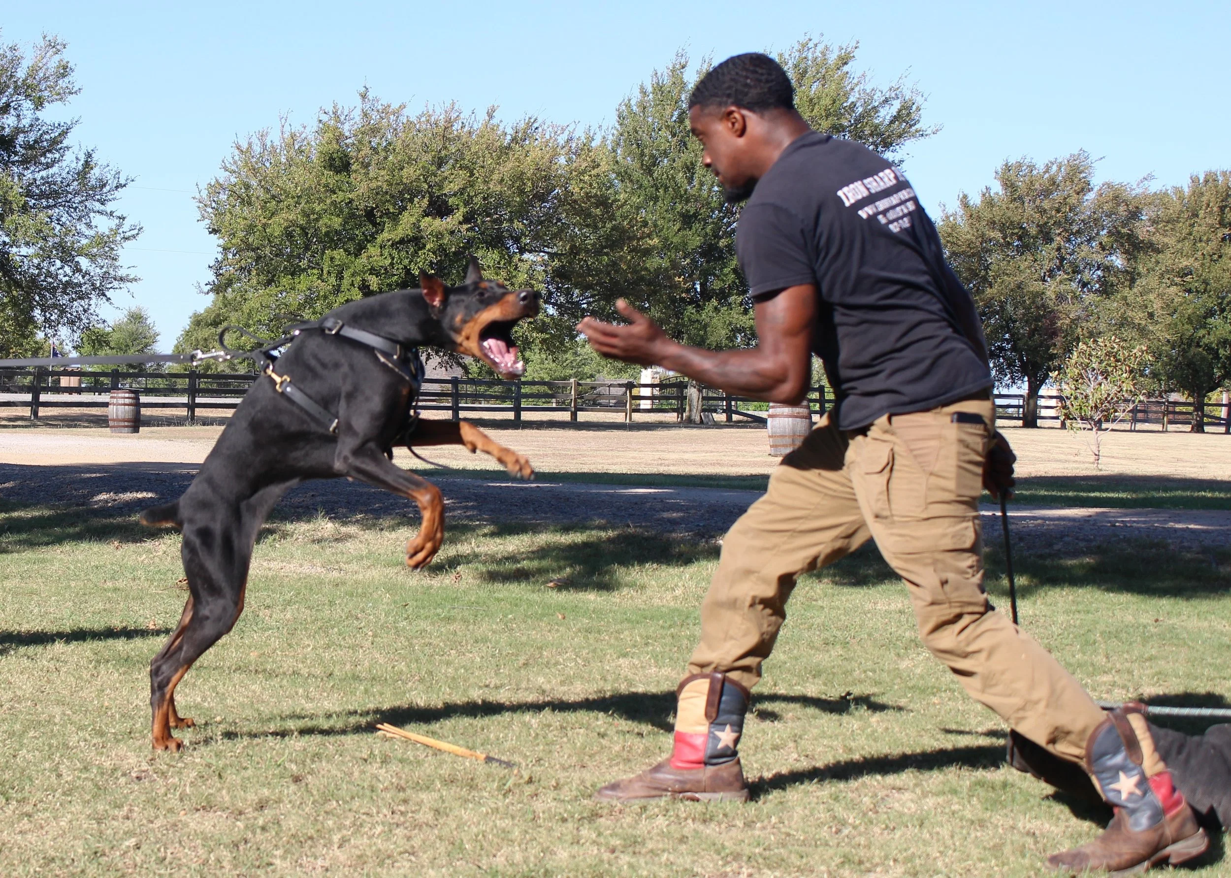 Cardi - Doberman Protection Dog - $32,900 — Debut Shepherds