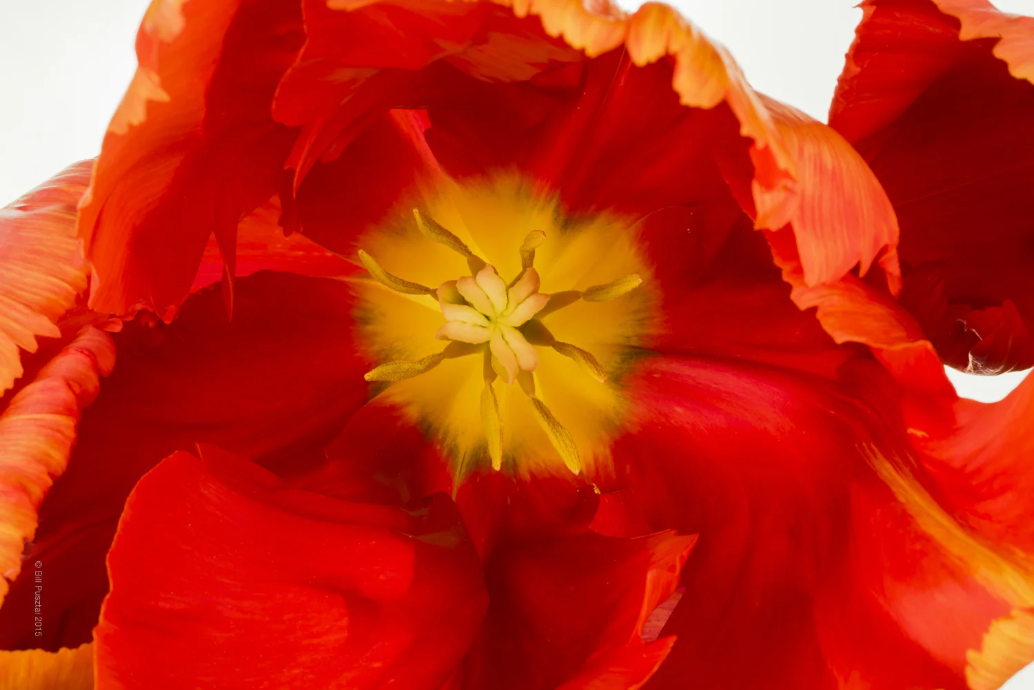 Plants - High Key — Bill Pusztai Photography