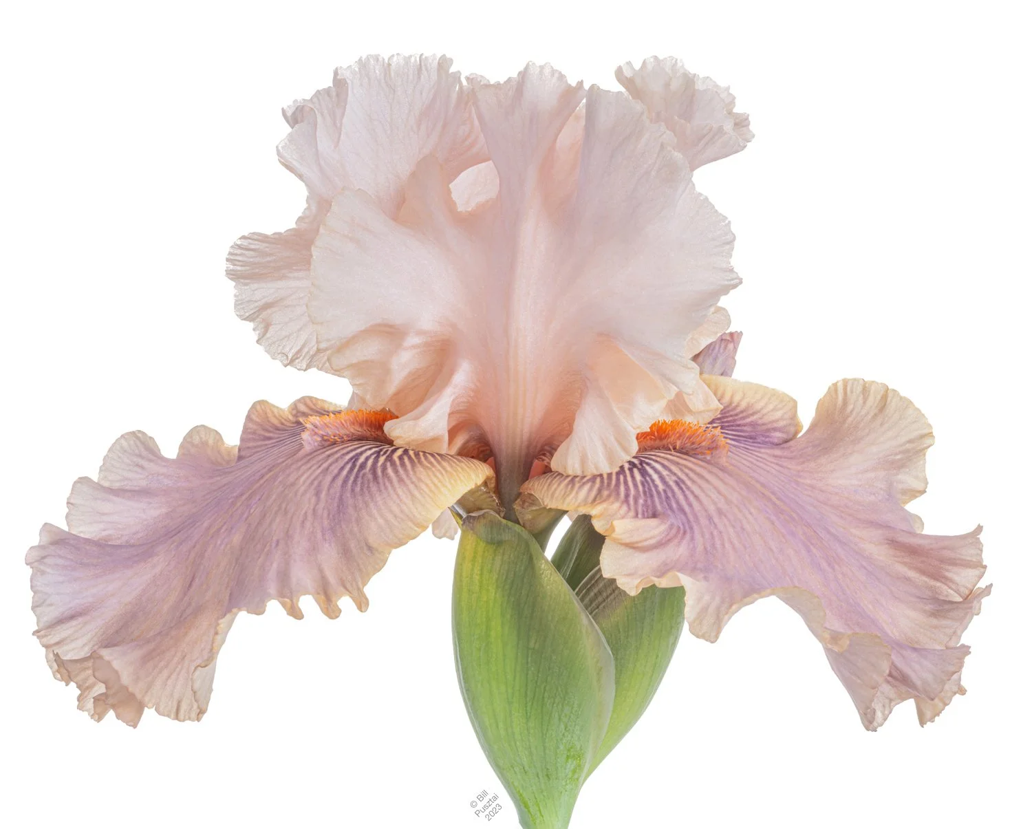Faves 2023 — Bill Pusztai Photography