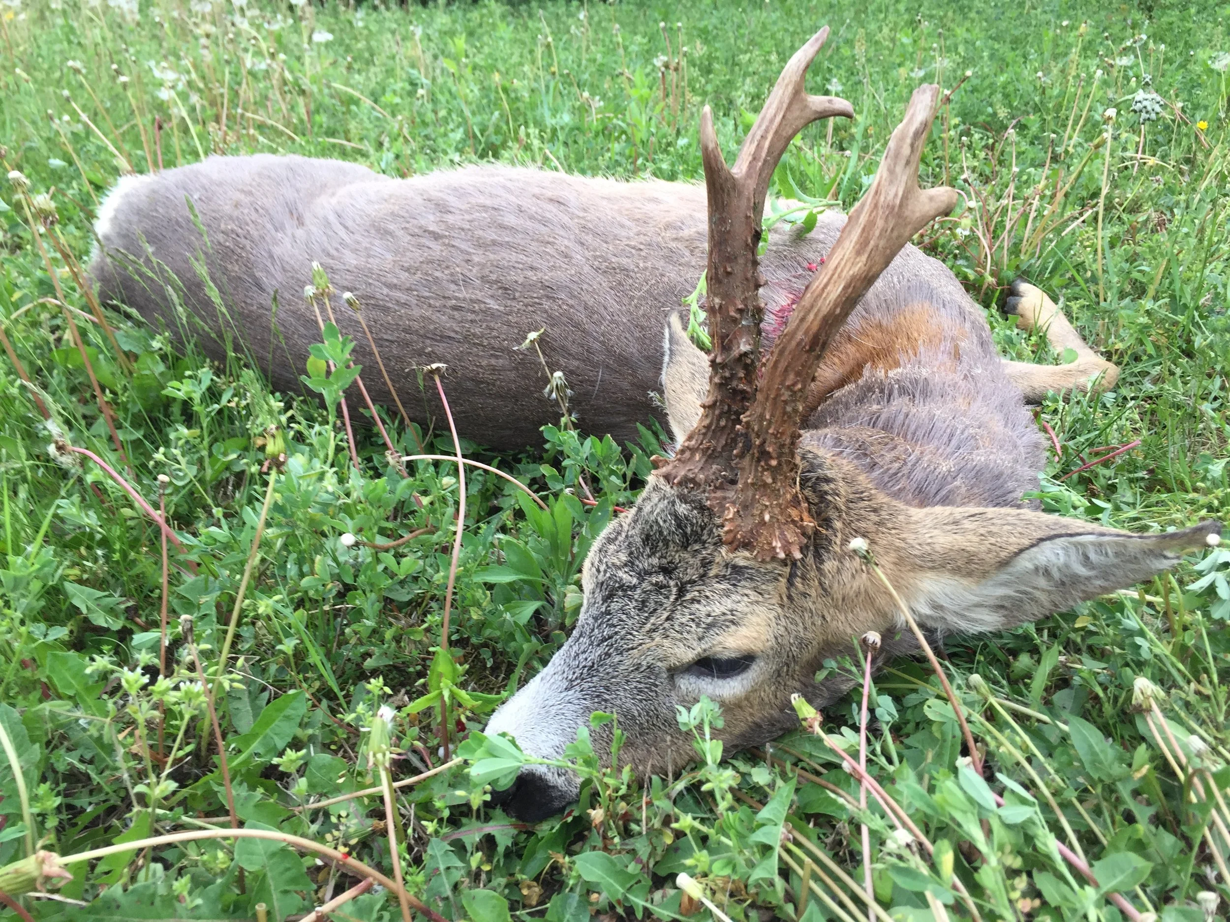 Rehbock — Burjan Hunting, Ihr Spezialist für Jagd in Rumänien