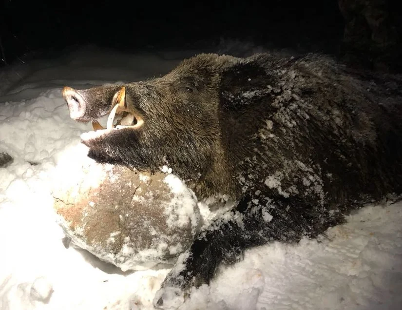Keiler — Burjan Hunting, Ihr Spezialist für Jagd in Rumänien