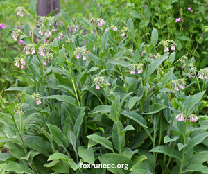 Comfrey: Forage and Grow For Health; Includes Recipes — Fox Run ...