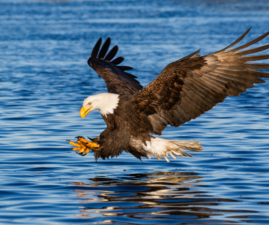 American Eagles: Bald and Golden, Iconic Symbols of North American ...