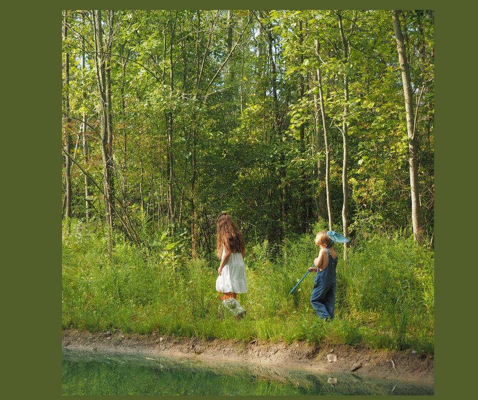 Explore A Pond With Your Family or Classroom — Fox Run Environmental ...