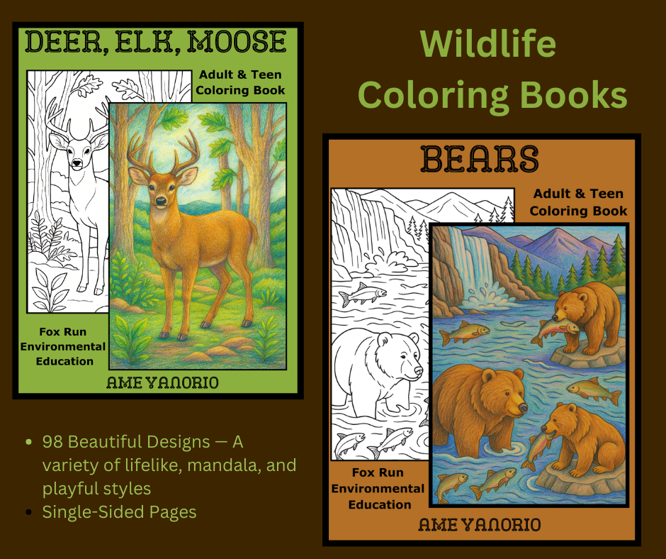Creek Activities For Families and Homeschoolers — Fox Run Environmental ...