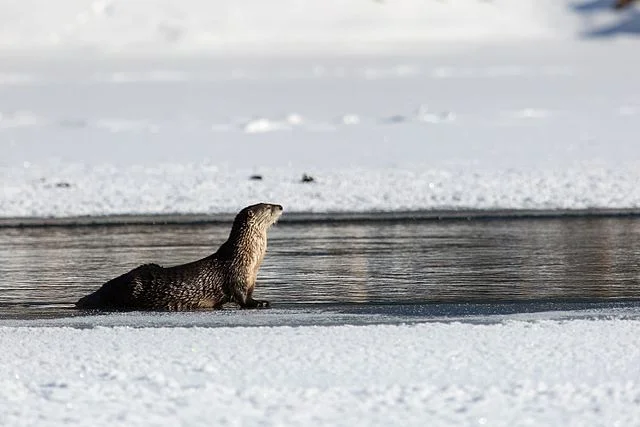 The River Otter - Slippery, cute fun!! — Fox Run Environmental ...