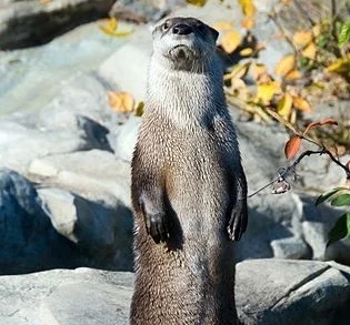 The River Otter - Slippery, cute fun!! — Fox Run Environmental ...