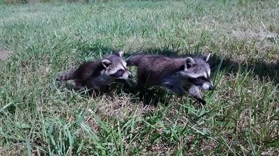 That Rascally Raccoon — Fox Run Environmental Education Center