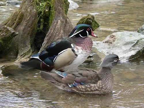 Kentucky Ducks and Geese — Fox Run Environmental Education Center