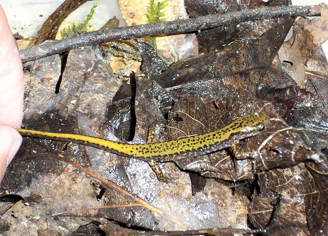 Kentucky Salamanders — Fox Run Environmental Education Center