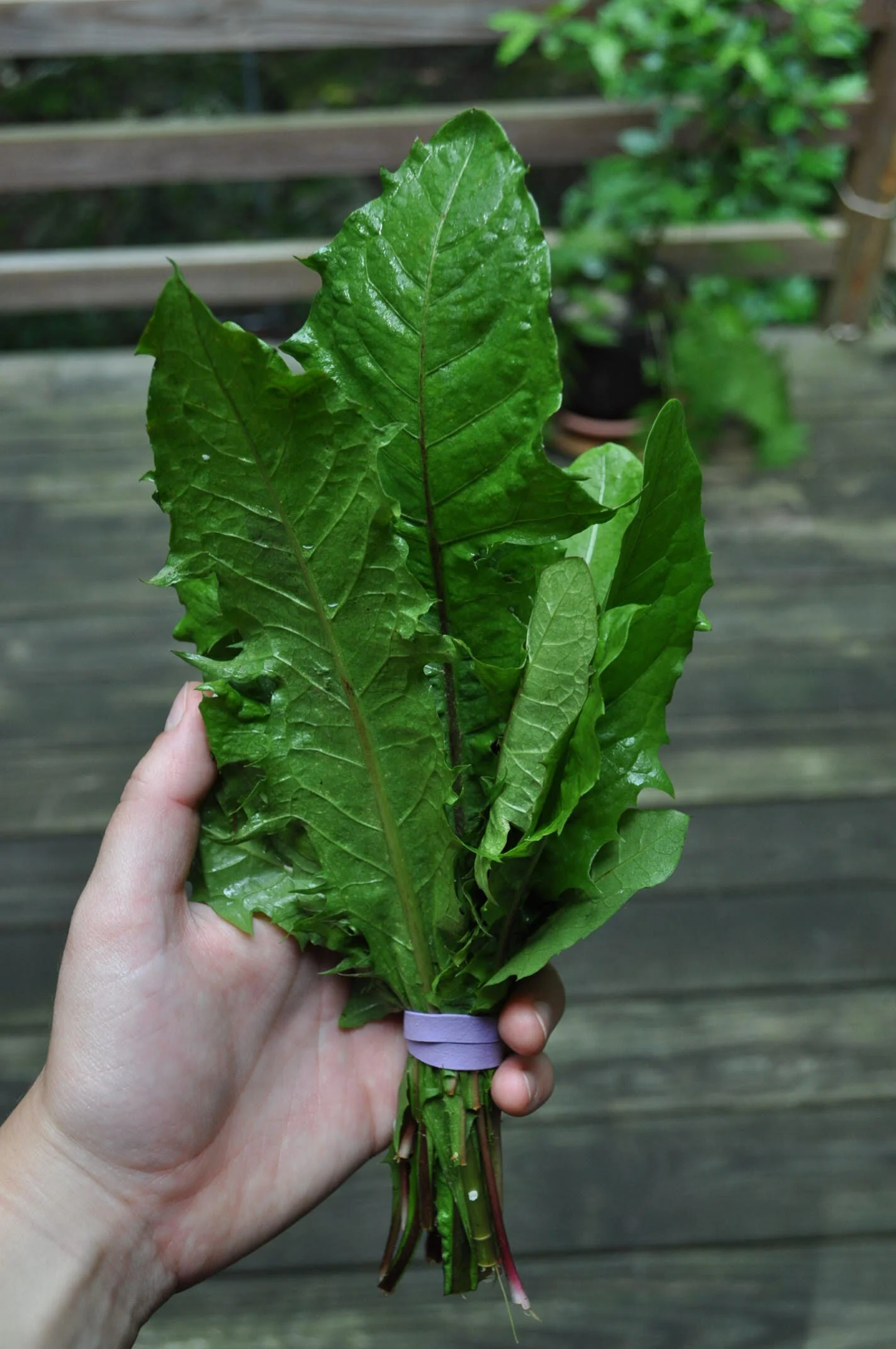 Foraging: Dandelions in the Kitchen — Fox Run Environmental Education ...