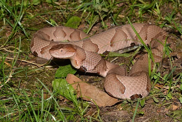 Kentucky Snakes - They're Not So Scary! — Fox Run Environmental ...