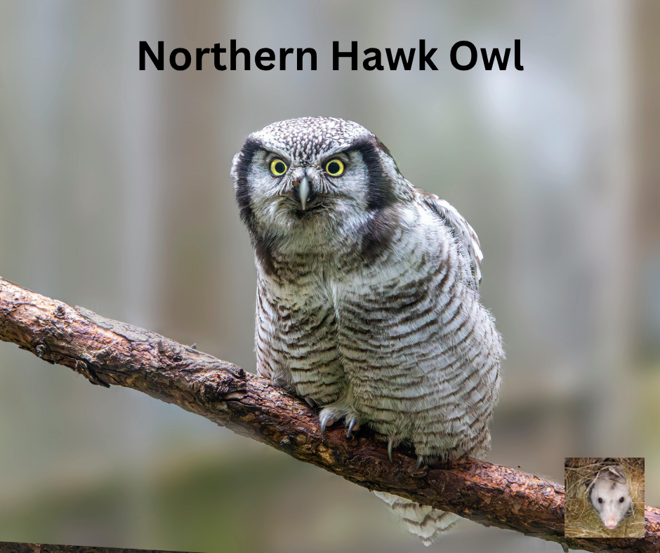 Wisconsin Owls: Whoo Are They & How To Find Them — Fox Run ...