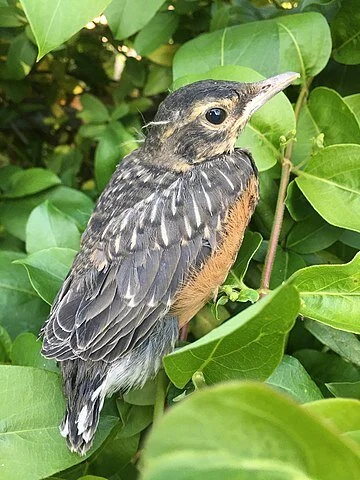 Found A Baby Bird? Here's What To Do. — Fox Run Environmental Education ...