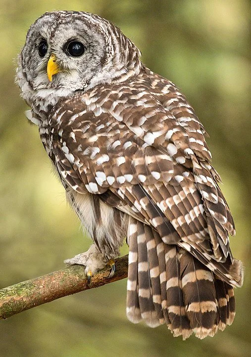 Kentucky Owls — Fox Run Environmental Education Center