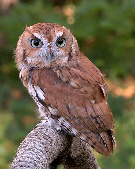 Kentucky Owls — Fox Run Environmental Education Center