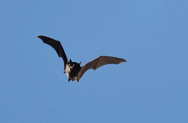 Kentucky Bats — Fox Run Environmental Education Center