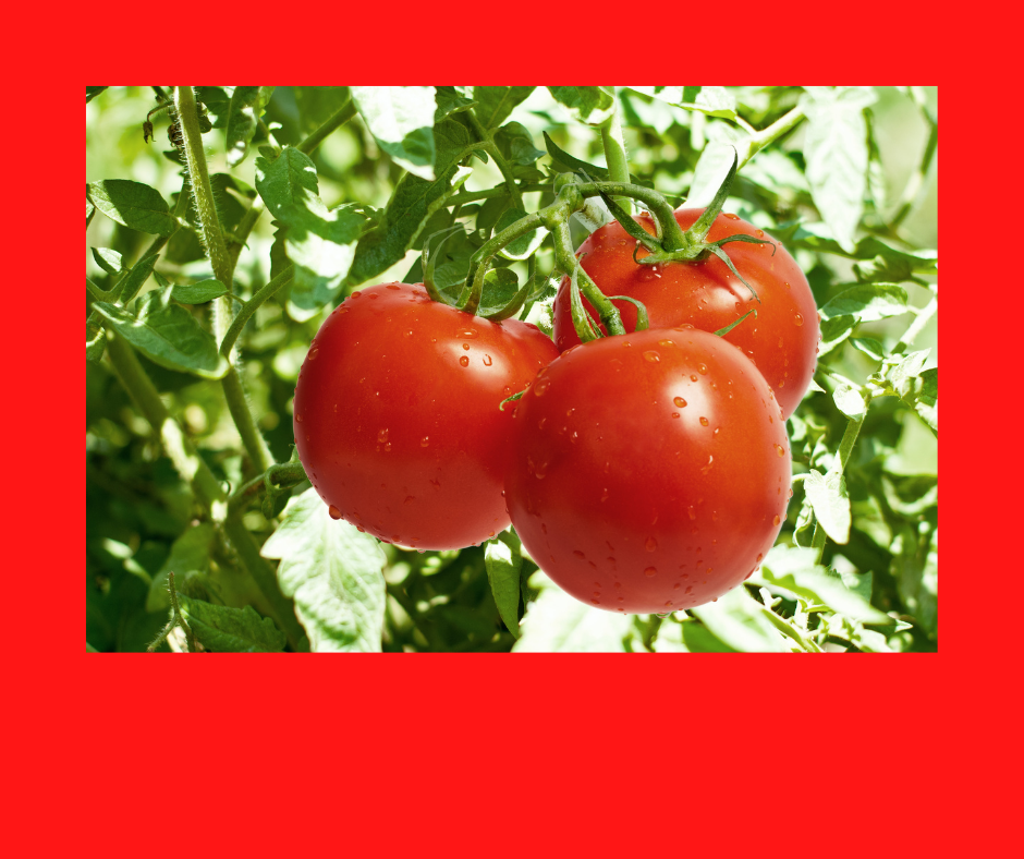 Growing Tomatoes in Zone 6B: Complete Guide — Fox Run Environmental ...
